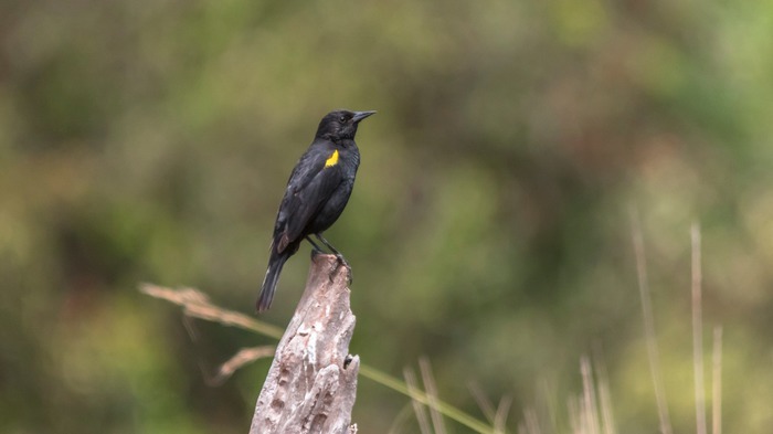 Infografía Trile :: Austral-birding